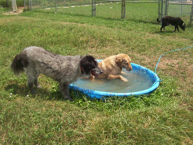 Two Paws Up - Services